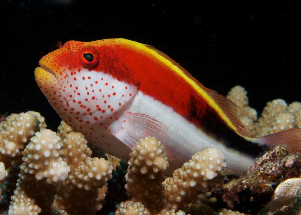 Blackside hawkfish (dig)-Fiji - Dr. Brad Bowins