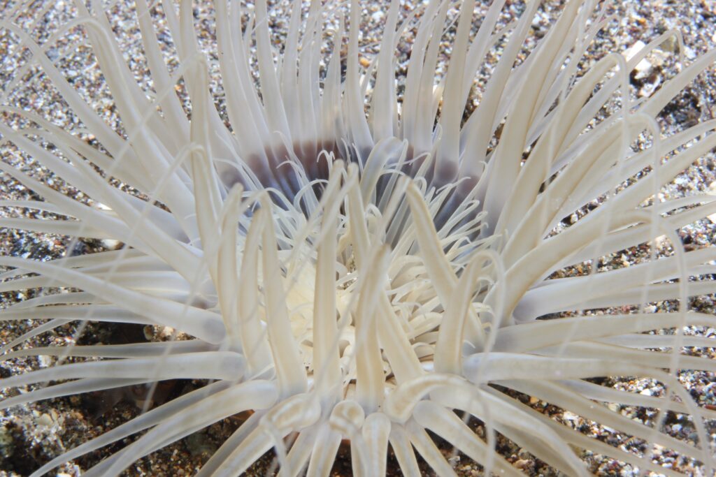 Anemone bleached with tentacles-Anilao, Philippines - Dr. Brad Bowins
